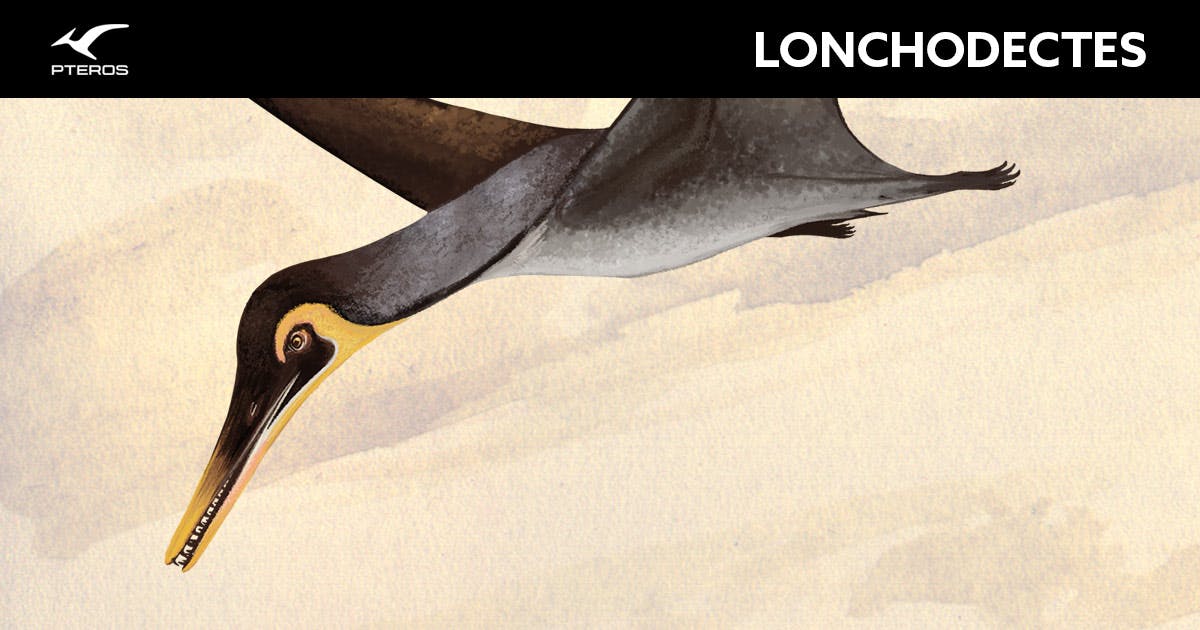 Lonchodectes - Pteros