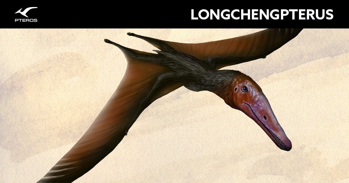 Longchengpterus - Pteros