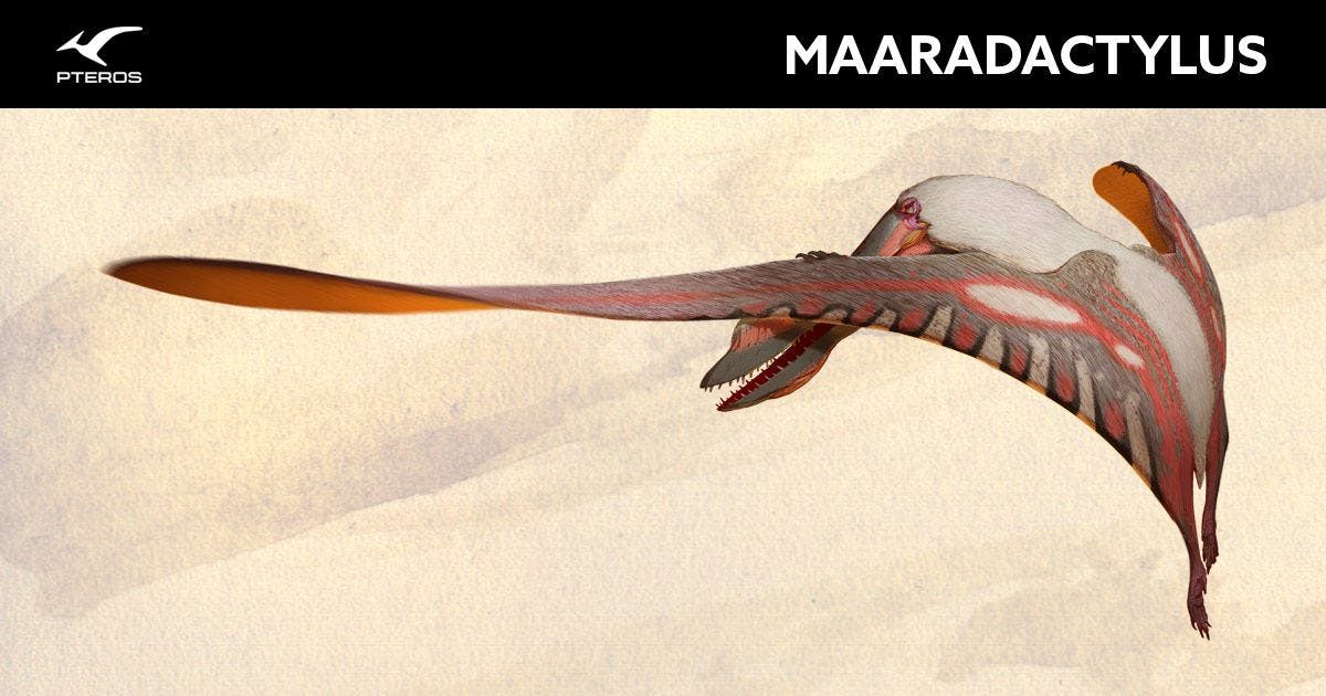 Maaradactylus - Pteros