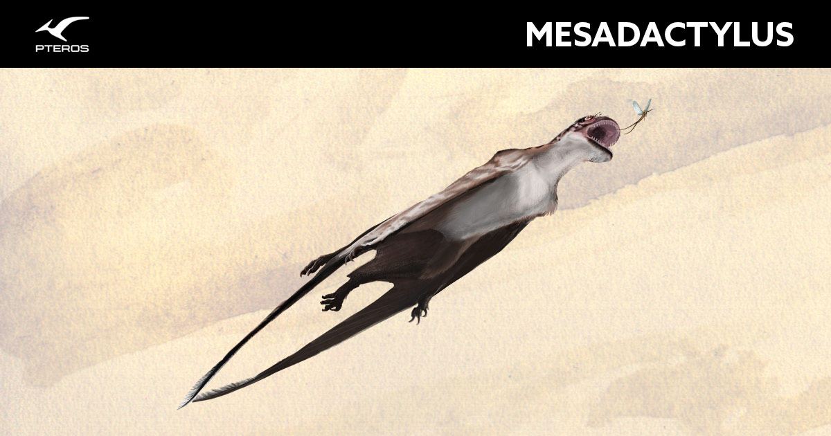 Pteros Pterosaur: Mesadactylus