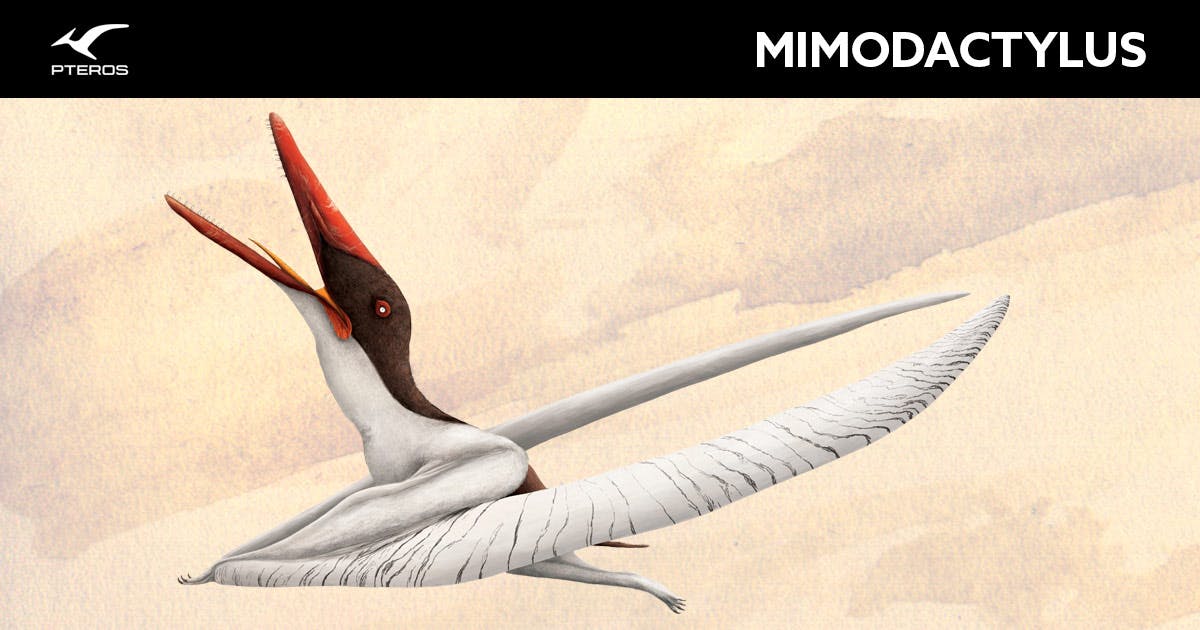 Mimodactylus - Pteros
