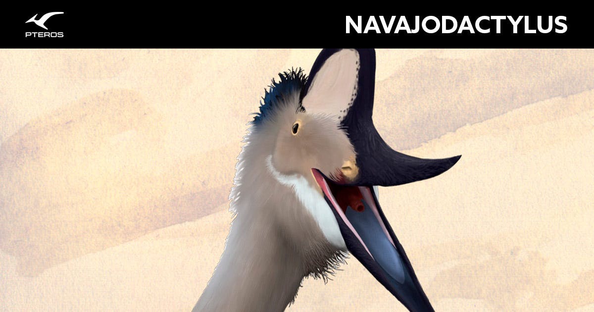 Navajodactylus - Pteros