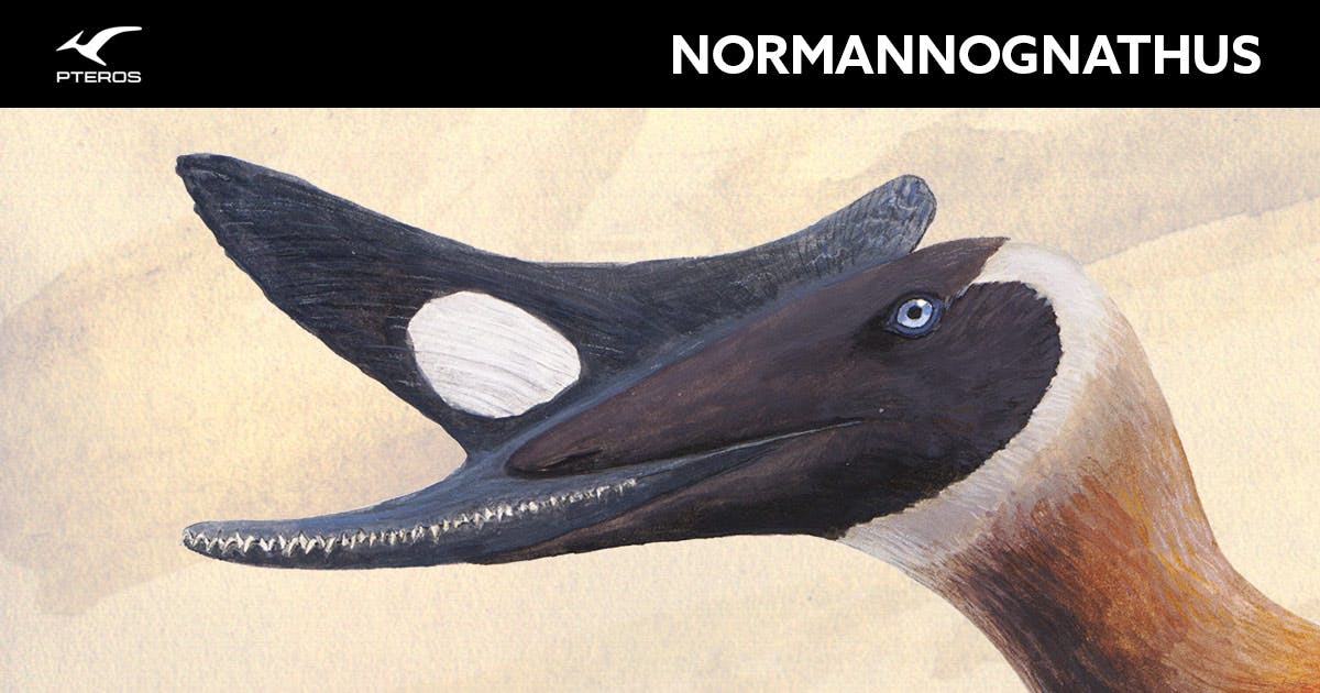 Normannognathus - Pteros