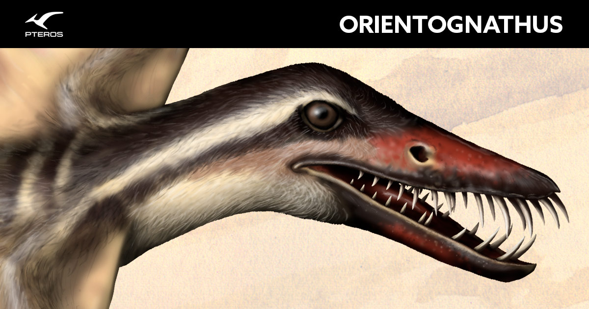 Pteros Pterosaur: Orientognathus