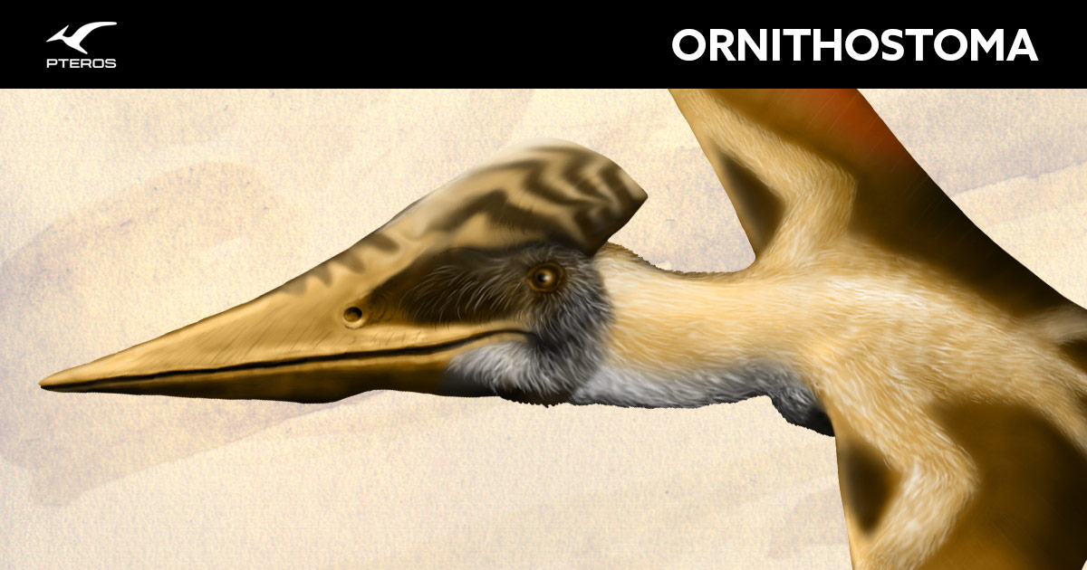 Pteros Pterosaur: Ornithostoma