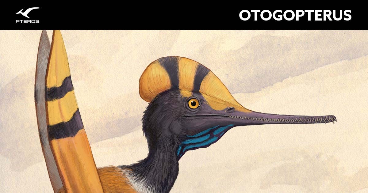 Otogopterus - Pteros