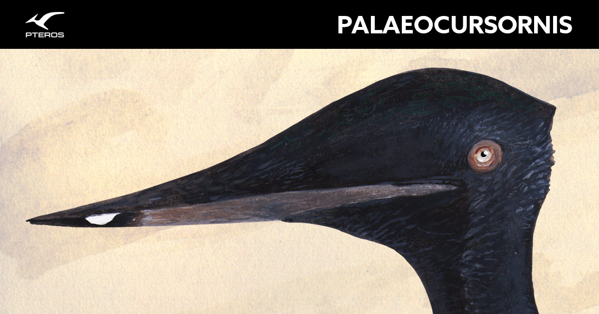 Pteros Pterosaur: Palaeocursornis