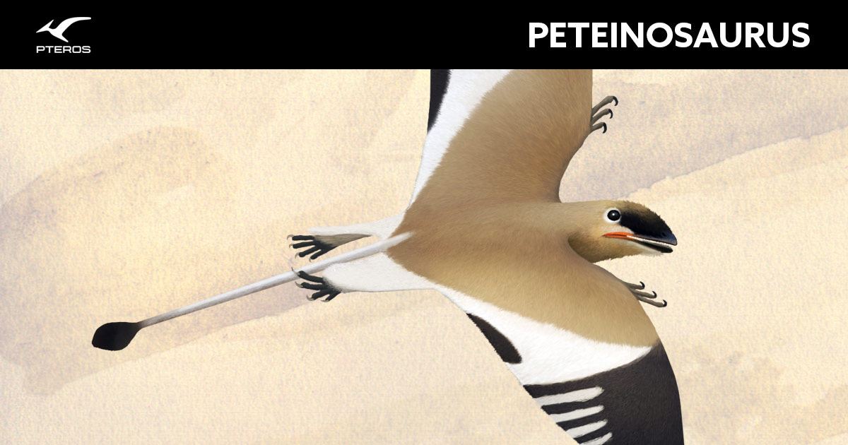 Pteros Pterosaur: Peteinosaurus