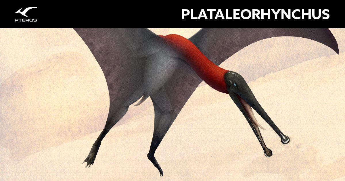 Pteros Pterosaur: Plataleorhynchus