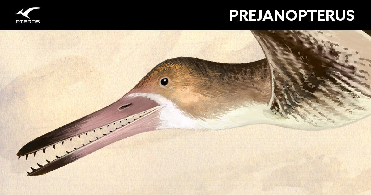 Prejanopterus - Pteros