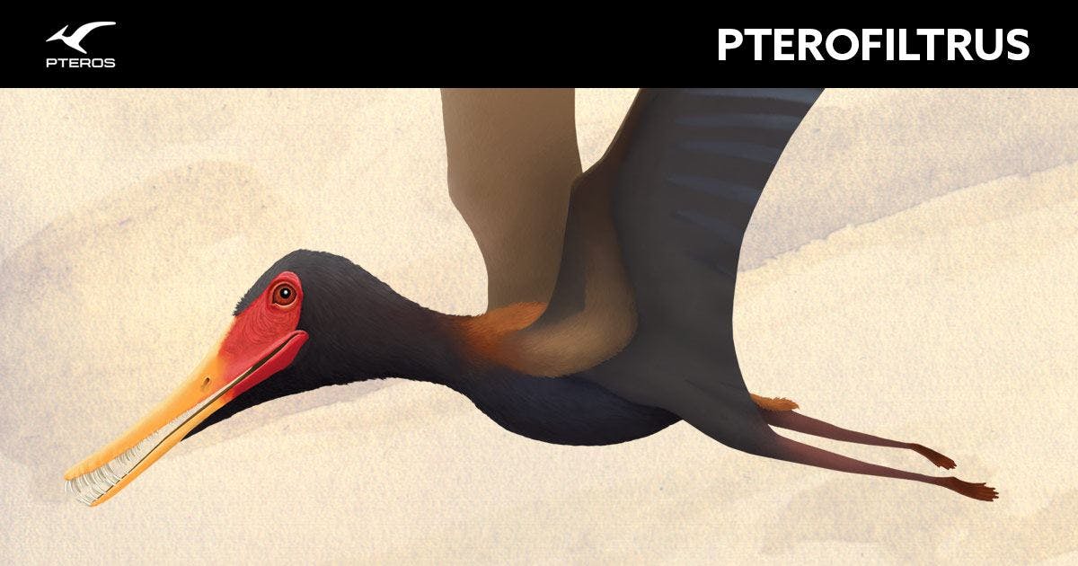 Pterofiltrus - Pteros