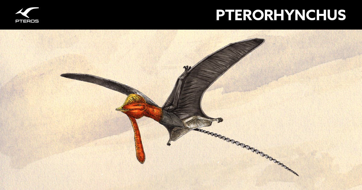 Pterorhynchus - Pteros