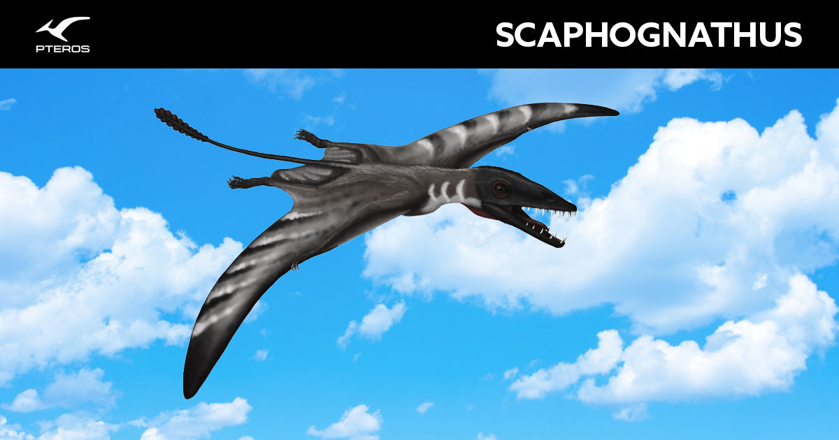 Pteros Pterosaur: Scaphognathus
