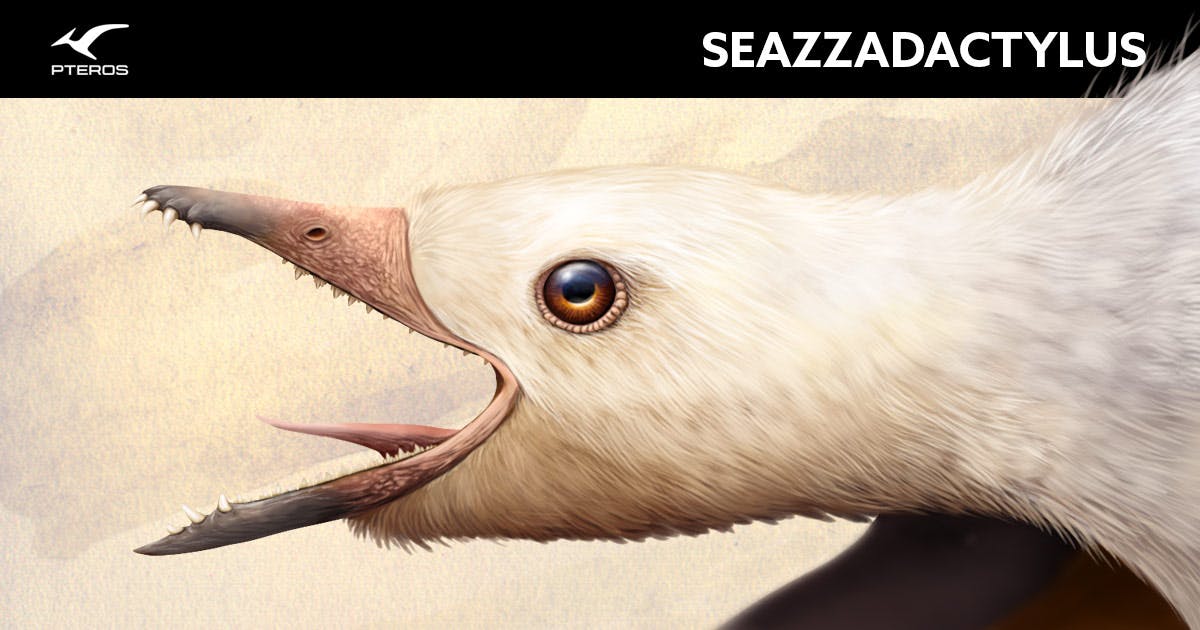 Seazzadactylus - Pteros