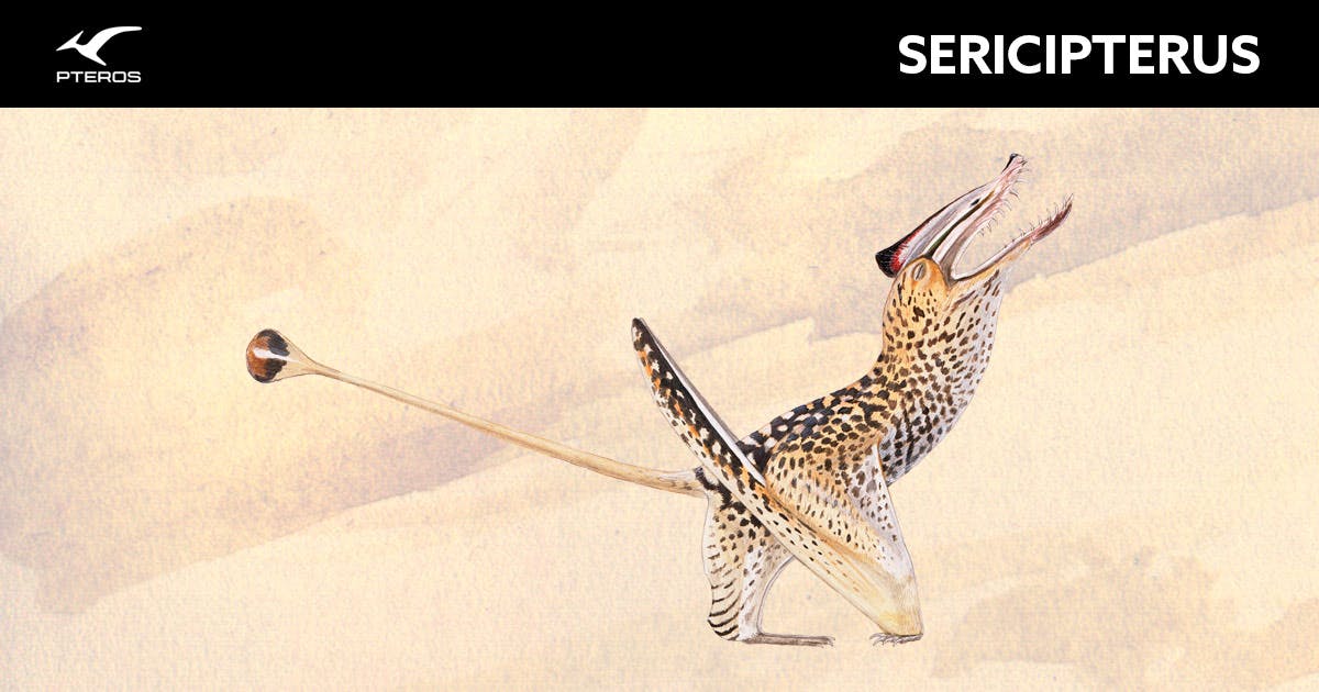 Sericipterus - Pteros