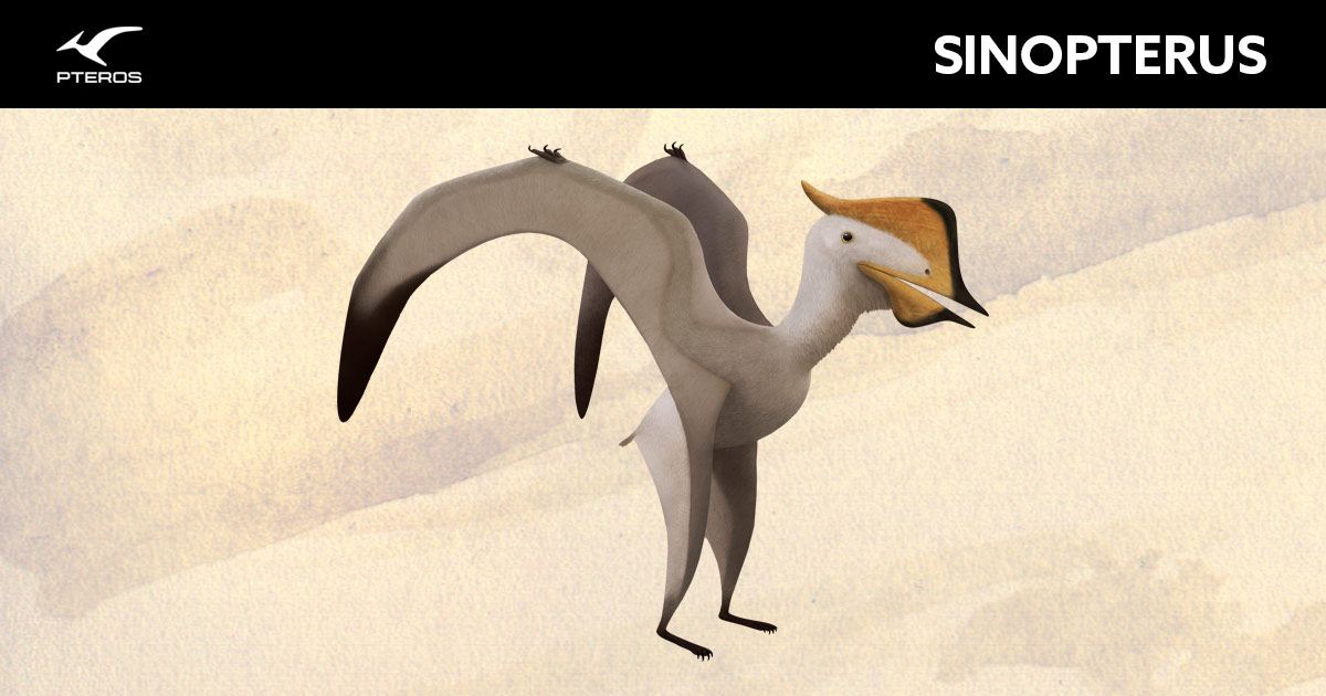 Pteros Pterosaur: Sinopterus