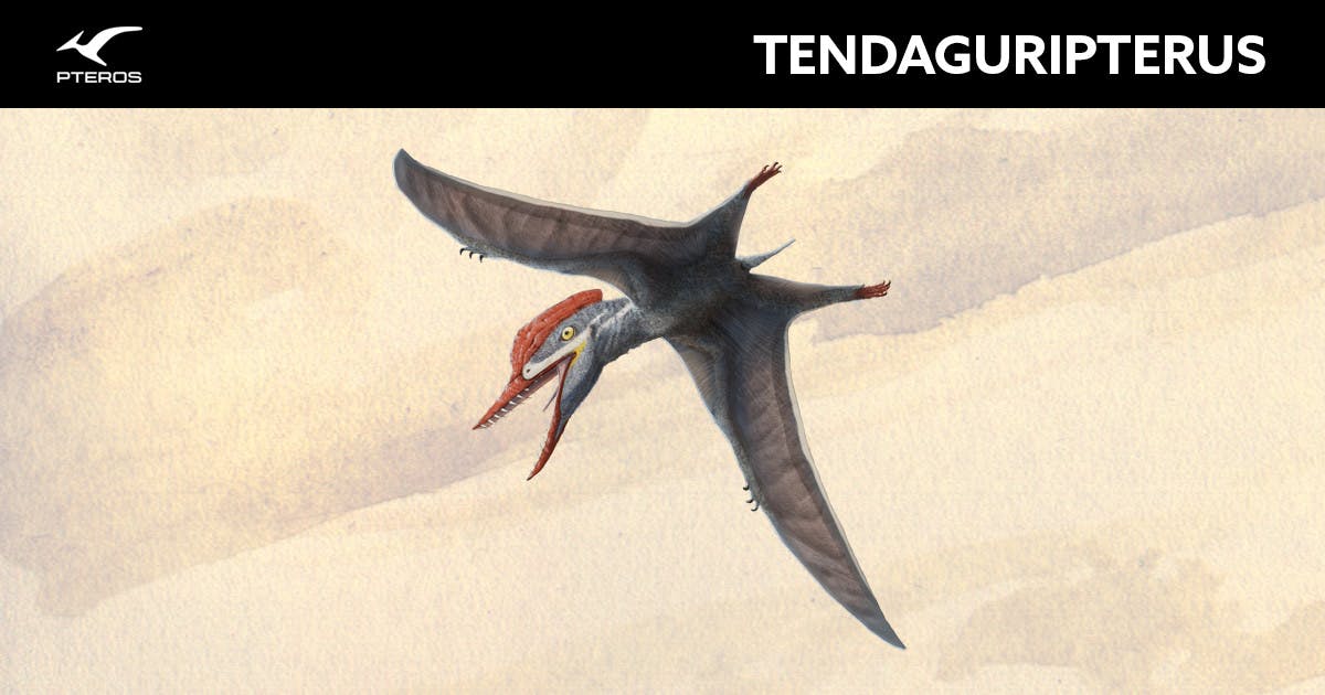Tendaguripterus - Pteros