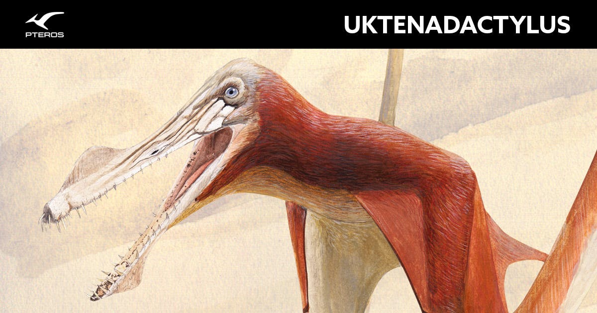 Uktenadactylus - Pteros