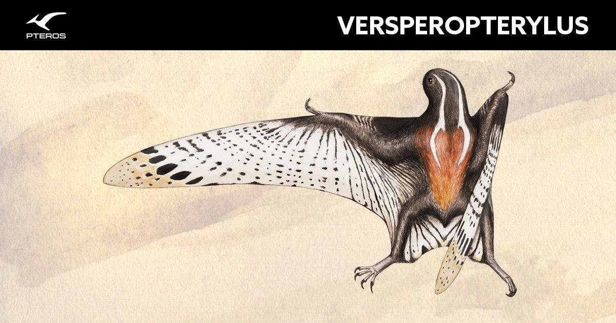 Vesperopterylus - Pteros