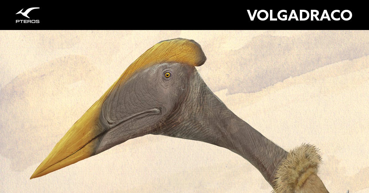 Volgadraco - Pteros