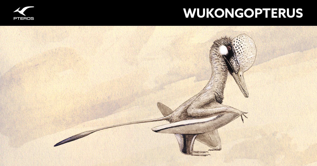 Wukongopterus - Pteros