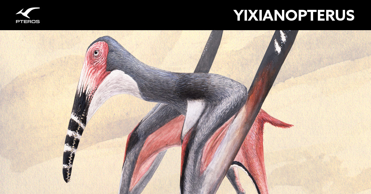 Pteros Pterosaur: Yixianopterus