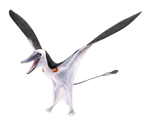 Pteros, The Encyclopedia of Pterosaurs