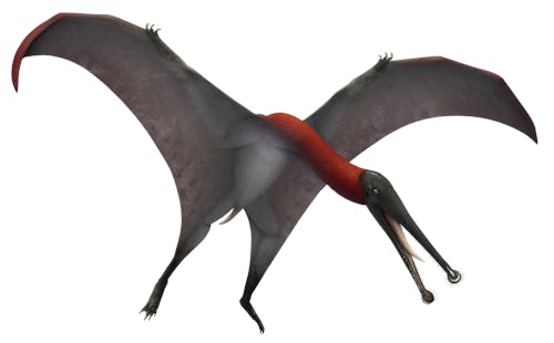Pteros, The Encyclopedia of Pterosaurs