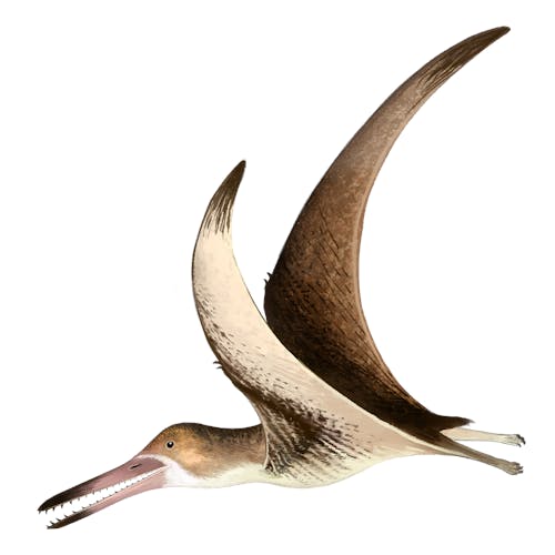 Pteros, The Encyclopedia of Pterosaurs