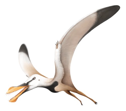Pteros, The Encyclopedia of Pterosaurs