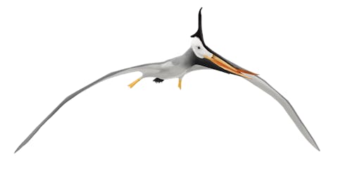 Pteros, The Encyclopedia of Pterosaurs