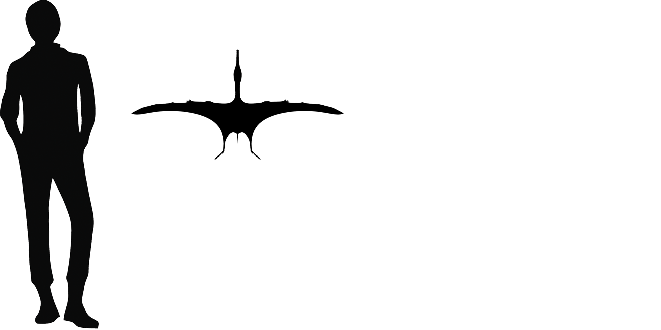 Cycnorhamphus - Pteros