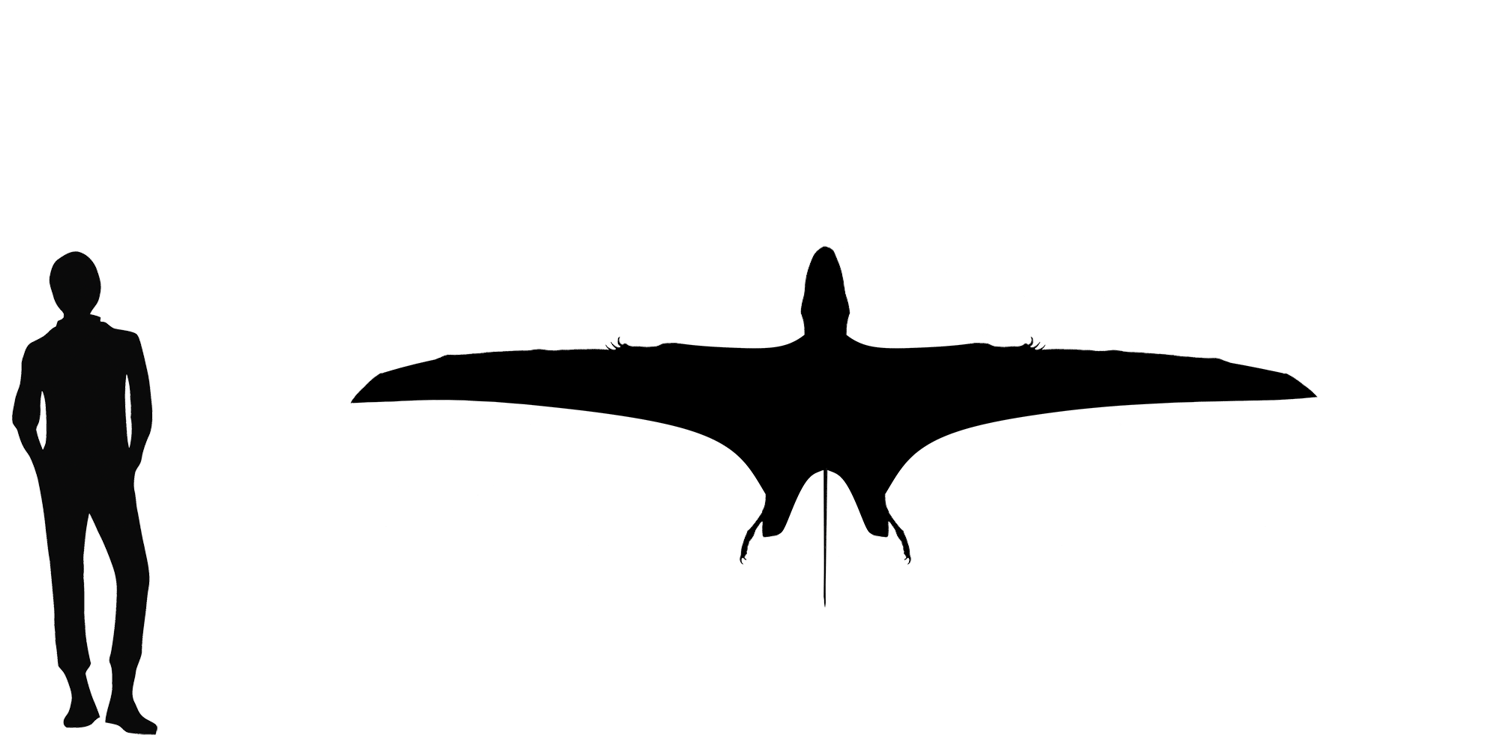 Mesadactylus - Pteros