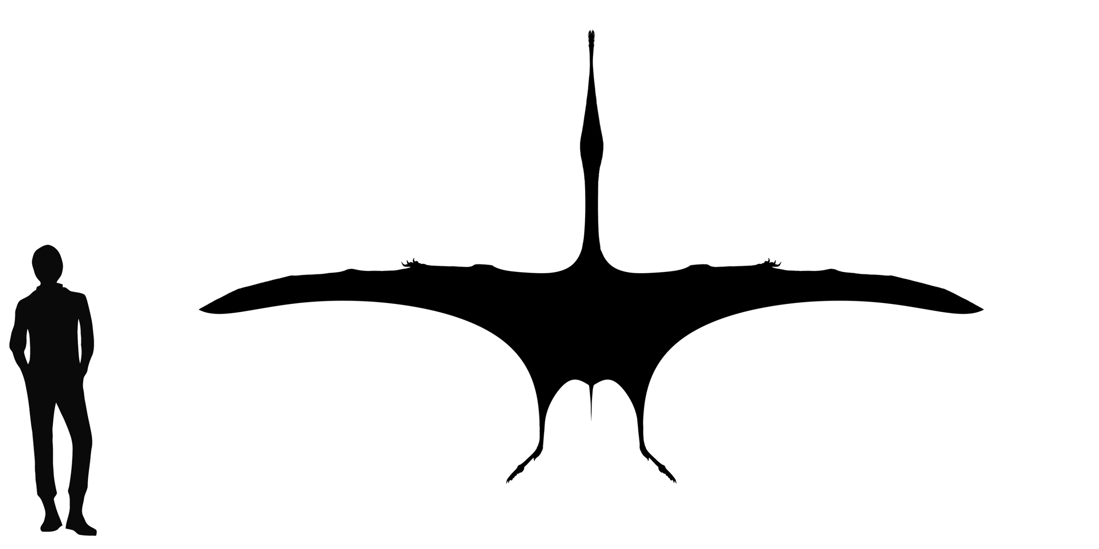 Moganopterus - Pteros