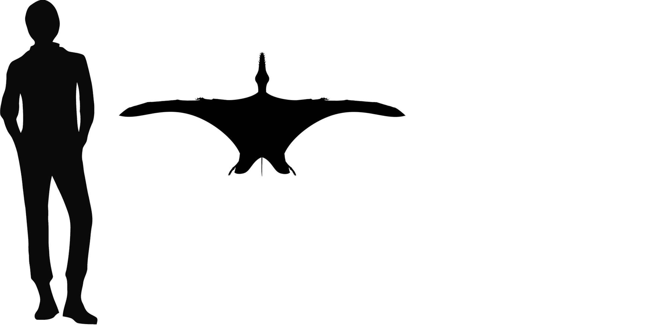 Scaphognathus - Pteros